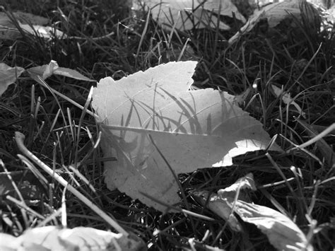 March 2008 Grassun Friendly Freethinker