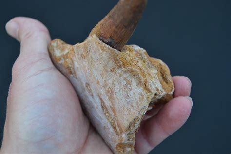 Real Or Fake Spinosaurus Jaw Section Is It Real How To Recognize Fossil Fabrications The