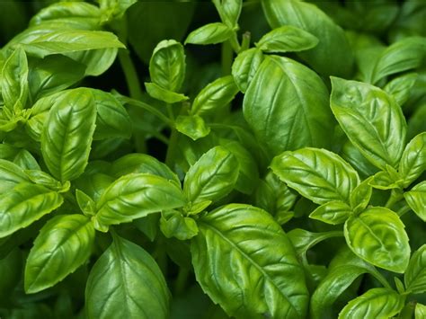 Basil Diseases Common Basil Plant Problems