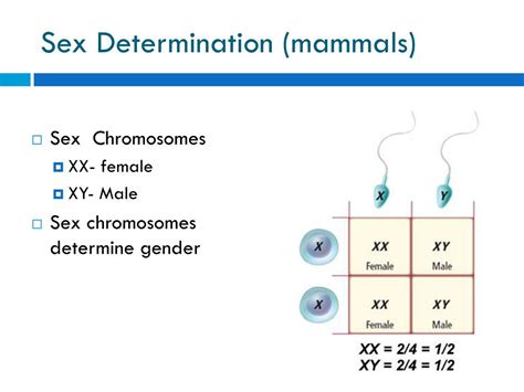 Ppt Genetics Powerpoint Presentation Free Download Id 3688572