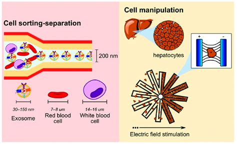 Schematic Depiction Of Cell Sorting Separation And Cell Manipulation