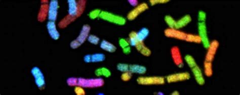 Team Connects Genetic Variant To Poor Outcomes After Certain Cancer Treatment Frederick