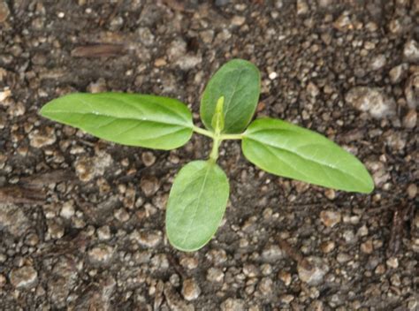 Honeyvine Milkweed Mizzou Weedid