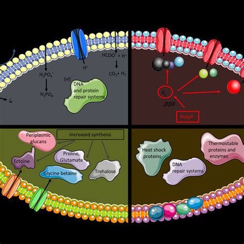Potential Targets For Engineering Biomining Microorganisms A Acid Download Scientific