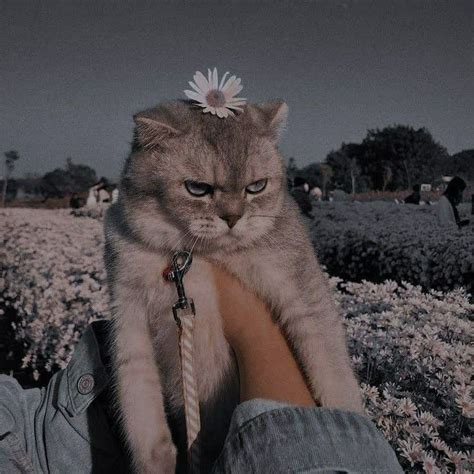 پیشی ♡♡ عکس ویسگون