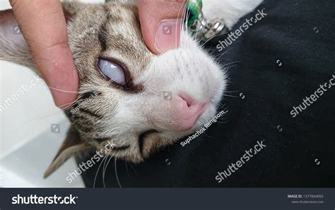Cats Eyes Third Eyelid Showing At Timothy Bottom Blog