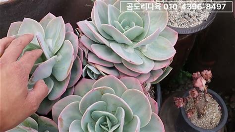 봄철 노지 화상 주의 물 주고 나면 꼭 꼭 털어줘야 하는 이유 곰도리다육 Gomdorihyunoona 다육식물 다육식물키우기 다육이 양평군 양평가볼만한곳