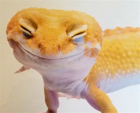 What Does It Mean When A Leopard Gecko Smiles The Illusion Explained