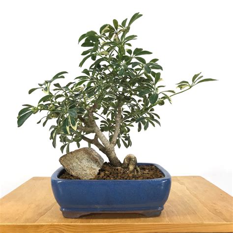Schefflera Arboricola “luseane Ivory” Bonsai Allshapes Bonsai