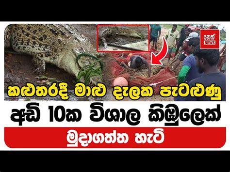 Neth News Sri Lanka Latest Sinhala News And Headlines Sri Lanka News කළුතරදී මාළු දැලක