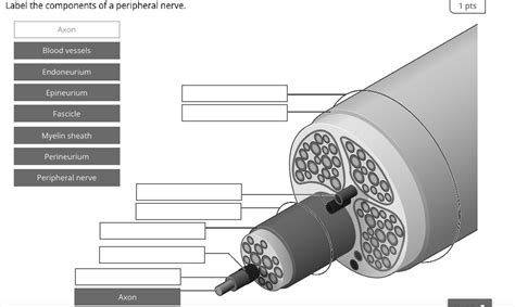 Solved Label The Components Of A Peripheral Nerve Label The Components Of A Peripheral Nerve