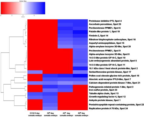 Hierarchical Clustering Of Differentially Accumulated Proteins The