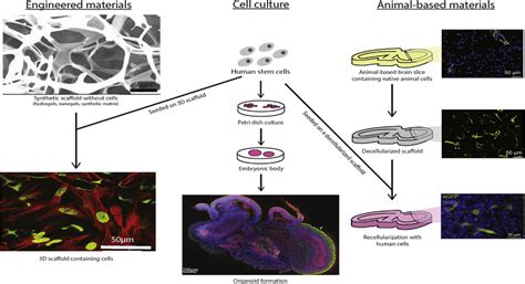 The Tissue Engineering Model And Different Ways 3d Microenvironments Download Scientific