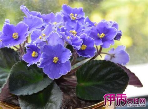 室内开花的好养的花图室内开花的好养的花有哪些 盘点室内好养活的花 伊秀花草 yxlady