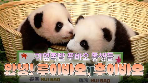 푸바오 쌍둥이 동생 이름 공개 루이바오 후이바오 Youtube