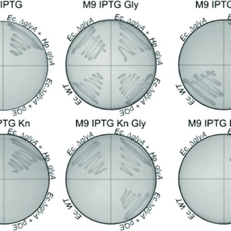 Genetic Complementation Assays In Vivo Testing For The Function Of Download Scientific Diagram