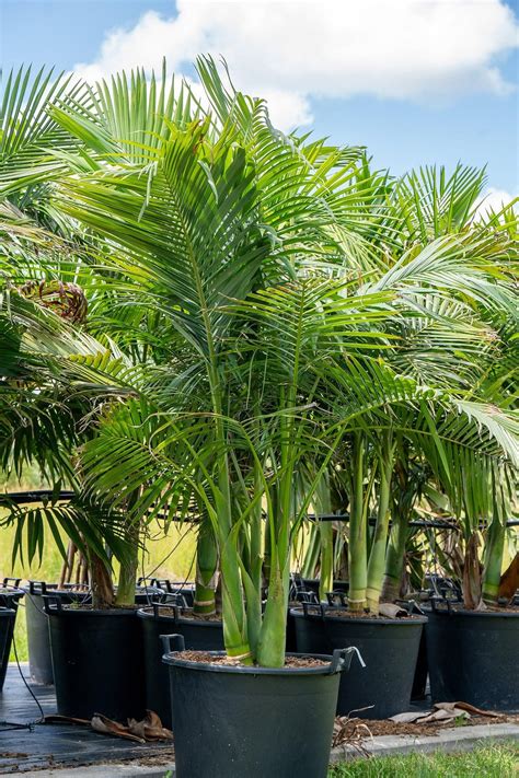 Alexander Palm Archontophoenix Alexandrae Buy Online Australia