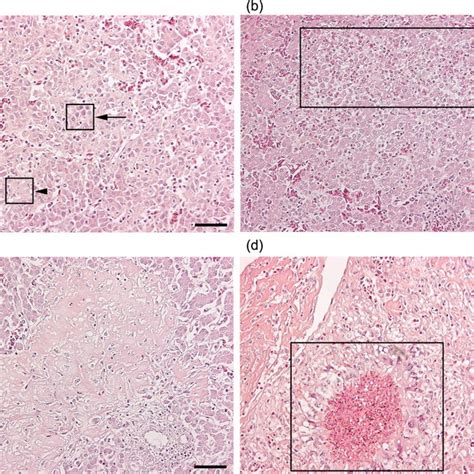 Pdf Pathogenicity Of Wild Type And Small Colony Variants Of Streptococcus Equi Subsp