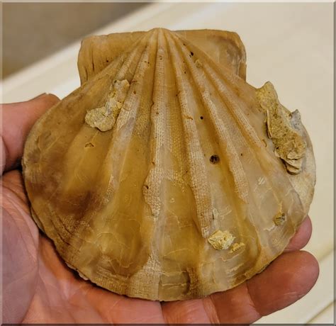 Pipsico Fossil Dig October 2022