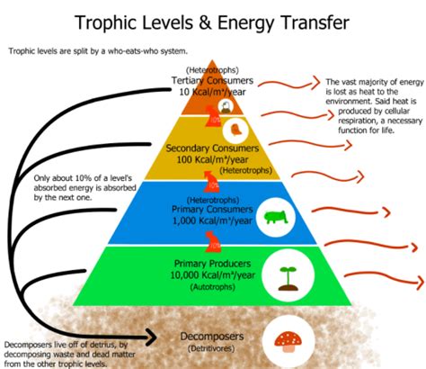 Functions Of Ecosystem Insights Ias Simplifying Upsc Ias Exam Preparation