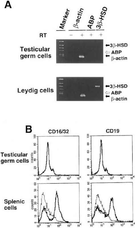 Ab Purity Of Mouse Testicular Germ Cell And Leydig Cell Populations Download Scientific