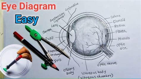 How To Draw Human Eye Diagram Step By Step For Class 10th