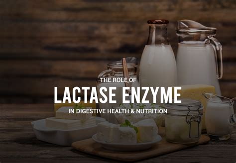 Role Of Lactase In Digestive System And Gut Nutrition