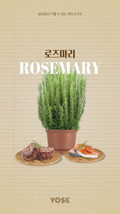 실내에서 키울 수 있는 허브 6가지 Youtube