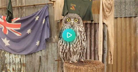 Anyone Know What Breed Of Cat This Is  On Imgur