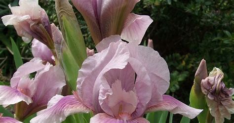 Intermediate Bearded Iris Raspberry Blush ~ Heritage Irises
