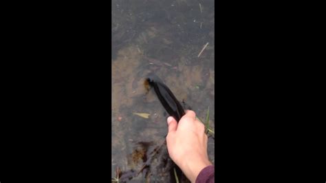 Stocking Bass To My Pond Youtube