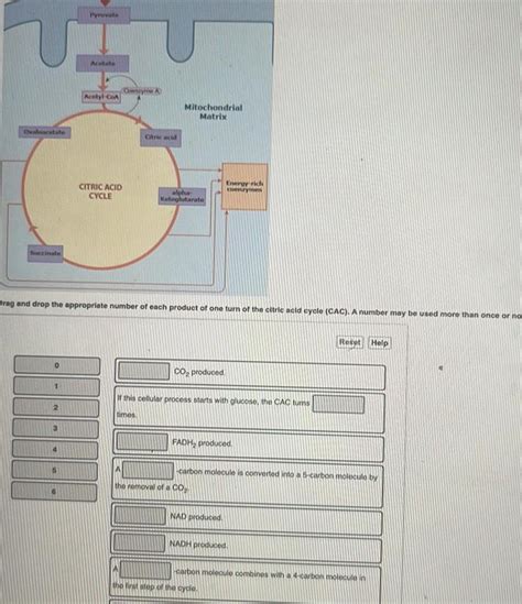 Answered Oxaloacetate Succinate 0 1 5 Pyruvate 6 Acetate Acetyl Coa