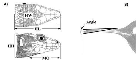 The Evolution Of Sexual Dimorphism Understanding Mechanisms Of Sexual