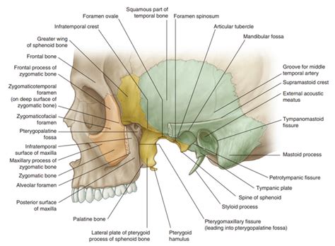 Bony Features Related To The Temporal And Infratemporal Fossae Diagram