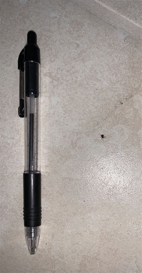 Pest Removing Random Ticks At Home Home Improvement Stack Exchange