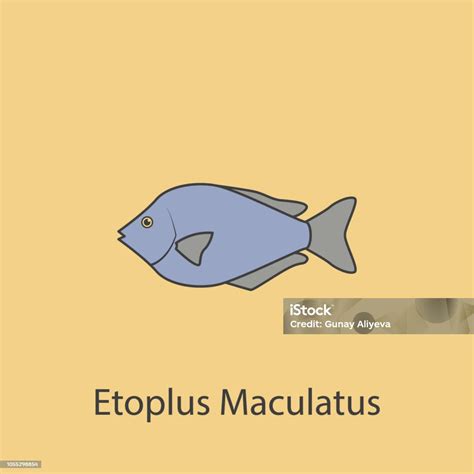 Etoplus Maculatus 2 컬러 라인 아이콘입니다 단순한 보라색과 회색 요소 그림입니다 물고기에서 Etoplus