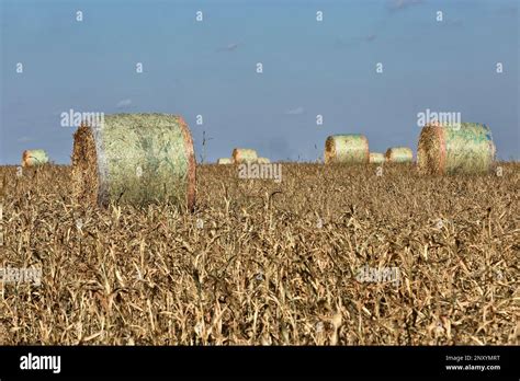Forage Sorghum Harvested Bales Wakeeney Kansas Unted States
