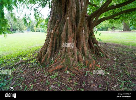 Lower Tree Trunk Of A Giant Sequoia Sequoiadendron Giganteum One Of The Largest Trees In The