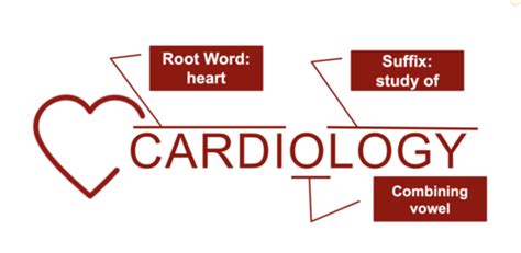Midterm Flashcards Quizlet