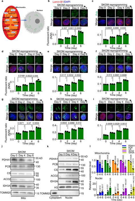线粒体 Tca 循环酶的核定位通过组蛋白乙酰化调节多能性 Nature Communications X Mol