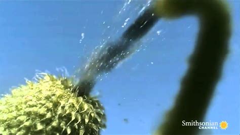 Tree Exploding Seed Pods At Tayla Currey Blog