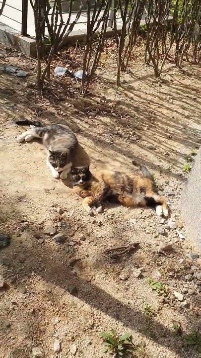 낯선동네에서 만난 길냥이들 길냥이들 안전을 위해 위치는 묻지 말아주세요 길냥이 Youtube