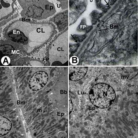 Transmission Electron Micrographs Tem Of Normal Control Rats Download Scientific Diagram