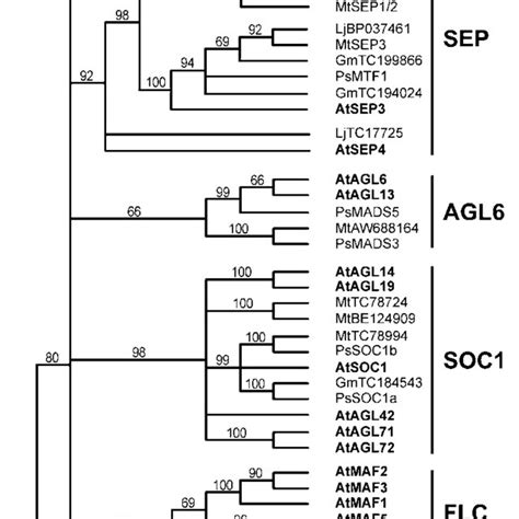 Phylogenetic Analysis Of Mikc Mads Box Genes In Legumes And Download Scientific Diagram