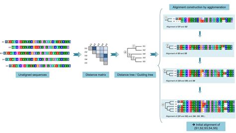 Building An Initial MSA Using A Guiding Tree Download Scientific Diagram