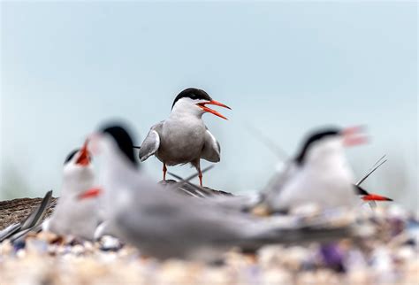 Manmade Common Tern Breeding Platform On Behance
