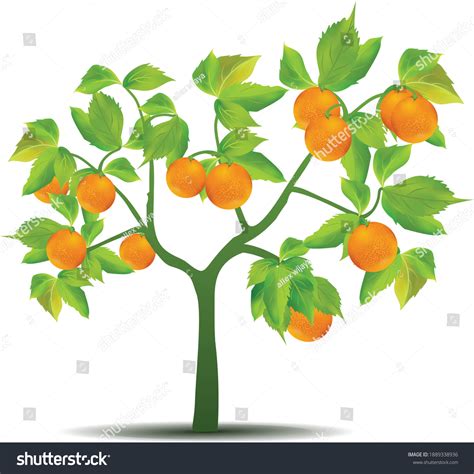 Orange Tree Drawing Photos Images Pictures Shutterstock