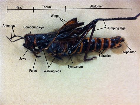 Grasshopper External Diagram