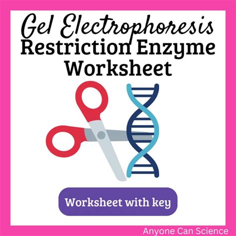 Restriction Enzyme And Gel Electrophoresis Practice Worksheet Tpt