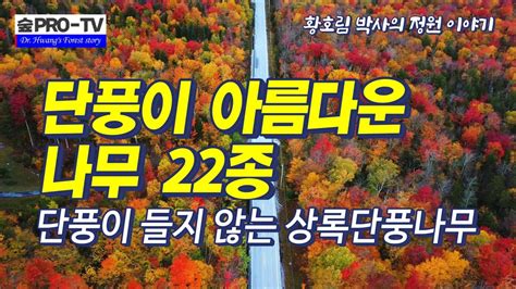 단풍이 아름다운 나무와 상록 단풍나무 Youtube